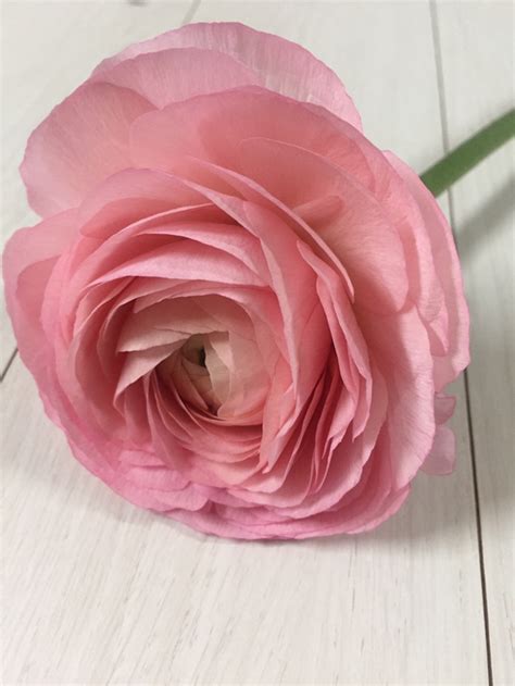 꽃힐링 25 라넌큘러스 Ranunculus 한송이꽃다발 라넌큘러스꽃선물 꽃을 오래보는 방법 네이버 블로그