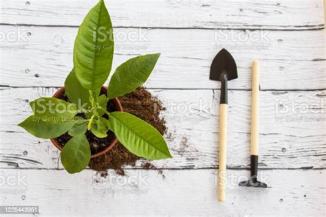 집에서 원예 도구 창턱에 음식을 재배 냄비 식물 정원 도구 삽과 갈퀴 텍스트의 카피스페이스입니다 맨 위 보기 나무 배경에 평평 0명에 대한 스톡 사진 및 기타 이미지