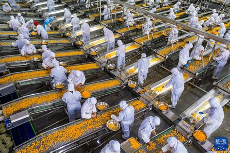 湖北秭归柑橘深加工助增收 新华网