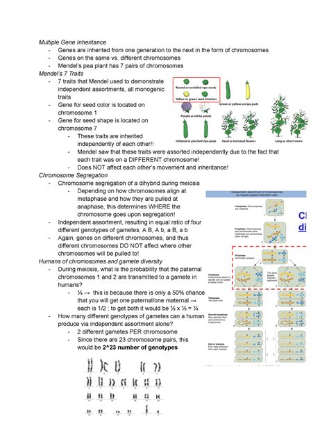 Lecture 4 Multiple Gene Inheritance Multiple Gene Inheritance Genes Are Inherited From One