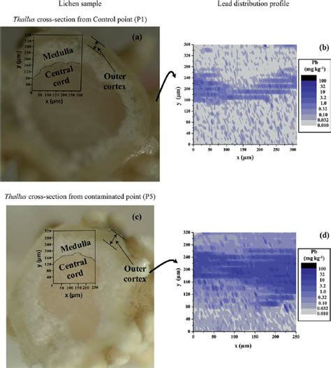 Spatial Lead Distribution Profile Semi Quantitative Data Obtained By A Download Scientific