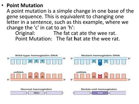 Point Mutation Example