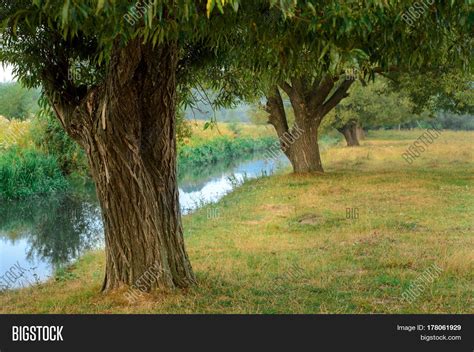 Tree Near Water River Image Photo Bigstock