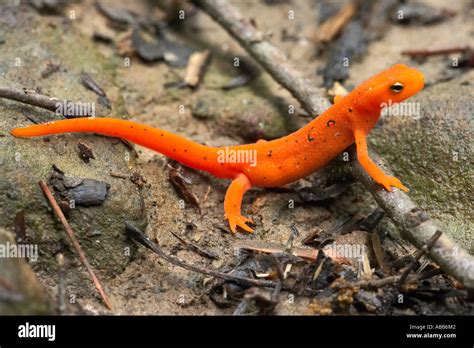 Closeup Of Newt Red Spotted Newt Red Eft N Viridescens Viridescens On