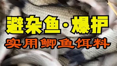 野钓经典问题 小鱼太闹怎么开饵？ 答案就在视频里！收藏起来和我一起爆护吧！ Youtube
