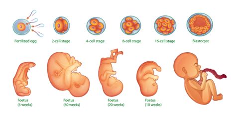 Embryo Development Development Process Of Fetus Geeksforgeeks