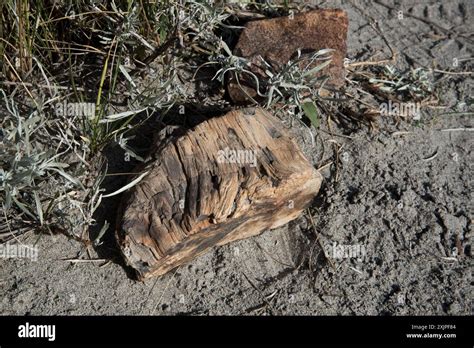 Dinosaur Provincial Park In Alberta In Canada Protects Lots Of Dinosaur And Also Wooden Fossils