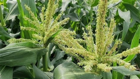 해남깨끗한물 초당옥수수 프리미엄급 성장과정 010 3331 1647 Youtube