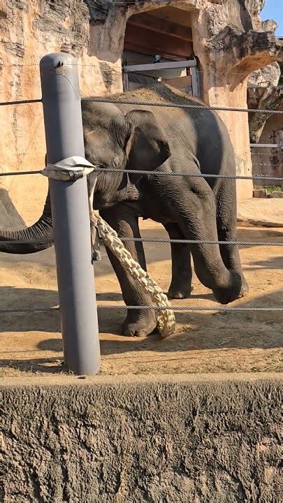 아기코끼리가 장난감으로 노는 법 ㅎㅎ Youtube