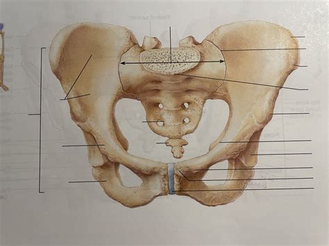 E Label The Bones And Features Of The Pelvic Girdle Diagram Quizlet