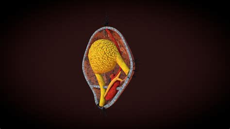 Trocophore Buy Royalty Free 3d Model By Arloopa [86fb9f5] Sketchfab Store