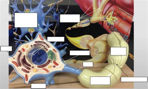 Neuron Model Diagram Quizlet