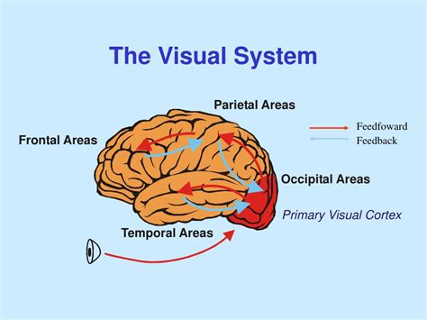 Ppt Visual Working Memory Powerpoint Presentation Free Download Id