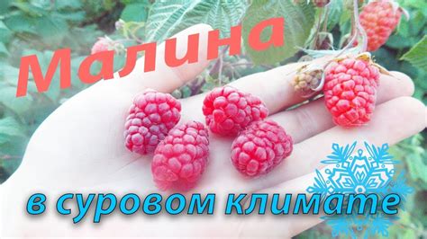 Малина в суровом климате Честный обзор - YouTube