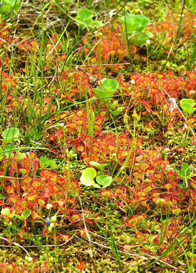 四季の山野草モウセンゴケ