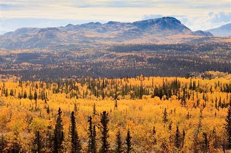 16 Fascinating Facts About Boreal Forests The Geography Teacher
