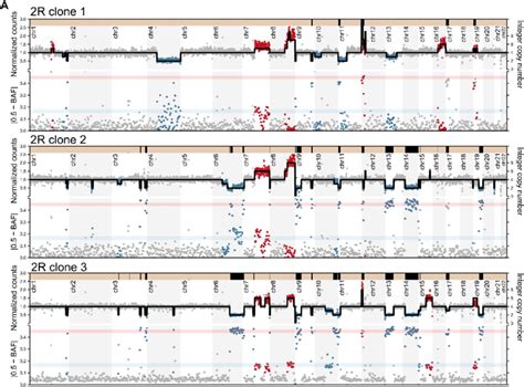 scone seq reveals the clonal allele frequency and cnvs a top the