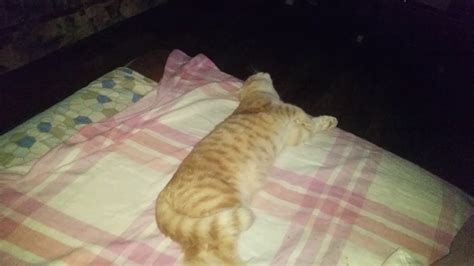 Пинч и лиска Youtube