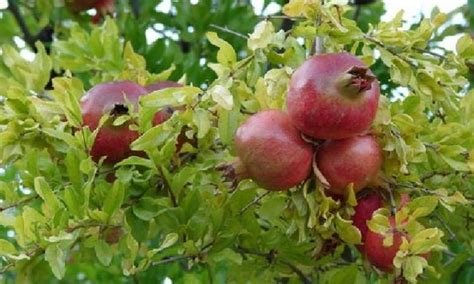 2 مليون شجرة رمان في محافظة صعدة صحافة 24 نت