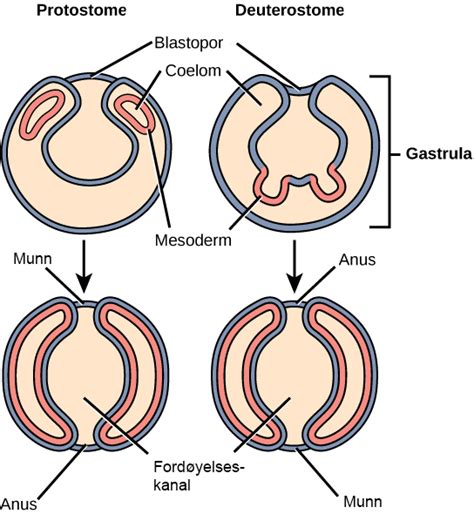 Protostomia Store Norske Leksikon
