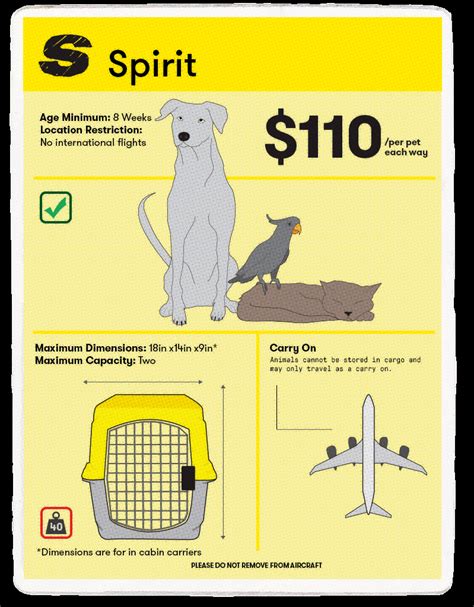 The Best Airlines For Pet Travel The Points Guy