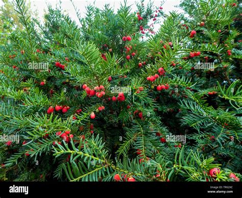 What Is A Yew Bush At Kathy Yancey Blog