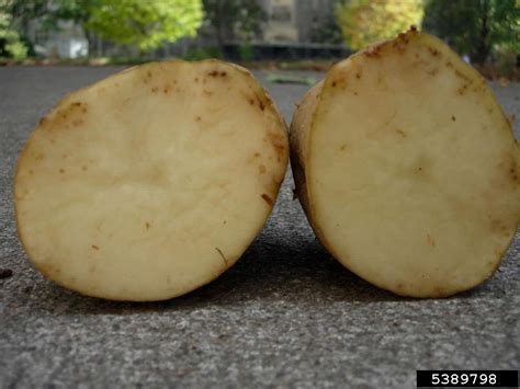 Southern Root Knot Nematode Meloidogyne Incognita