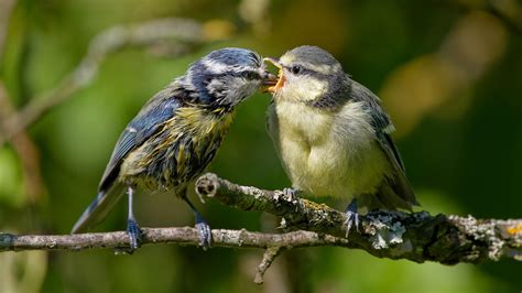 5000 Free Tiny Tits And Nature Images Pixabay