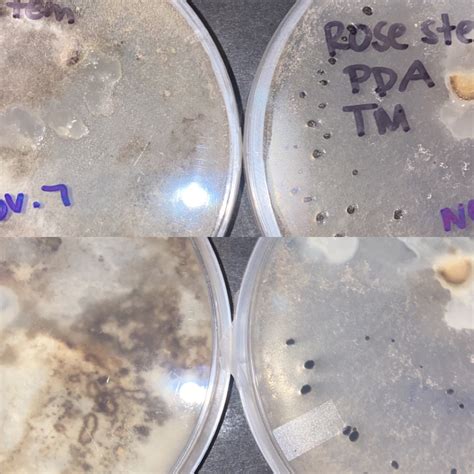 Rose Stem Fungus Id Fungi Lab