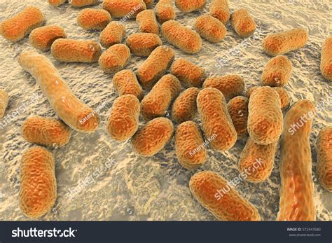 71 Imágenes De Acinetobacter Baumannii Imágenes Fotos Y Vectores De