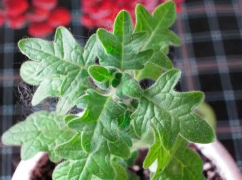 Plectranthus Room Mint Home Types And Varieties With Photos And Descriptions Useful