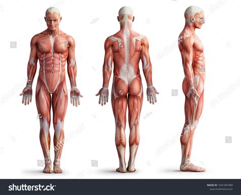 Anatomy Semester 1 Final Exam Diagram Quizlet