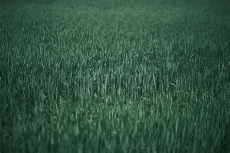 Premium Photo Close Up Of Green Field Grass Dark Green Grass Background