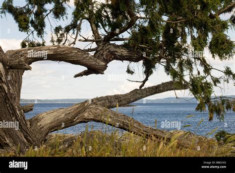 Tree And Ocean View Stock Photo Alamy