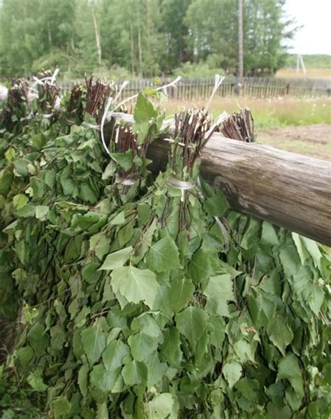 Березовый веник Заготовка 2023г Нижняя Тура Объявления ВКонтакте