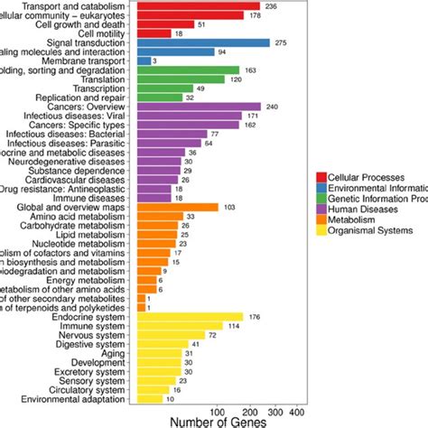 Functional Classifications Of The Enriched Pathways Download