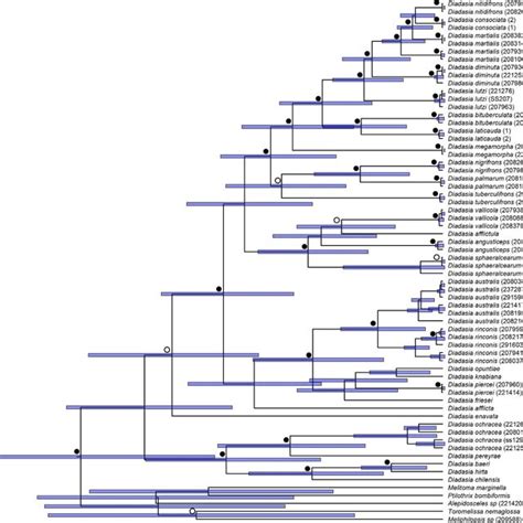 Bayesian Ultrametric Tree Of Diadasia Species With Bayesian Posterior