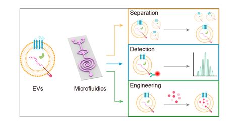 Microfluidic Separation Detection And Engineering Of Extracellular Vesicles For Cancer