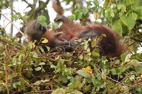 Hét évig Tanulják A Fészeképítést Az Orangutánok National Geographic