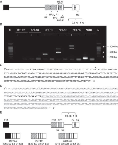 identification of porcine oct4 variants oct4b and oct4b1 a porcine
