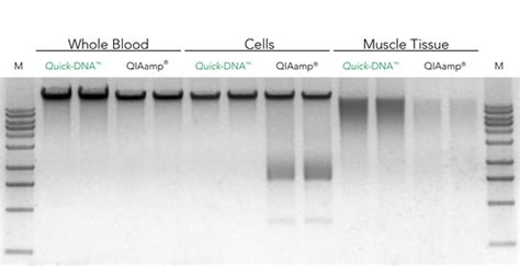 Cambridge Bioscience Dna From Cells Tissues Quick Dna