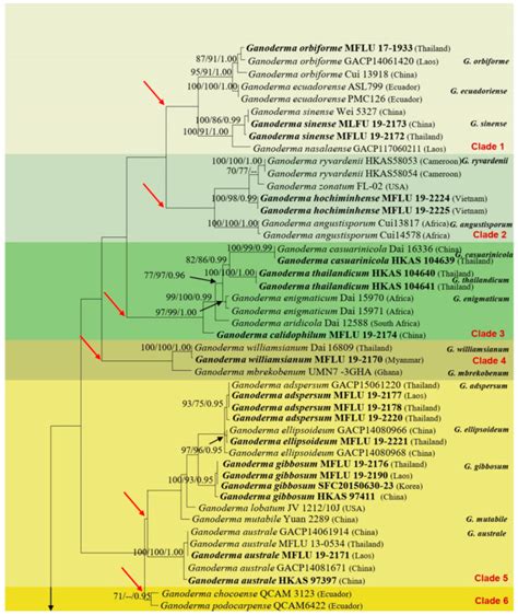 Ganoderma Ganodermataceae Basidiomycota Species From The Greater Mekong Subregion Pmc