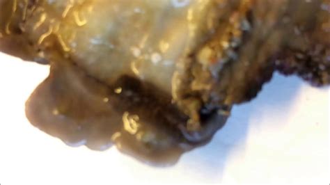 Polyclad Flatworm Diet Maxima Clam Youtube