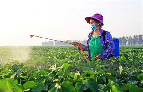 如何判断作物是不是发生了药害 农化科普 北京傲禾测土配方施肥官方网站 测土施肥网 测土配肥加盟 北京傲禾测土