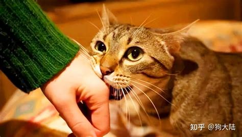 有人说 狸花猫”最好养，我若不是资深铲屎官，差点就信了！ 知乎