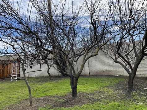 Awkward Tree Spacing Rbackyardorchard