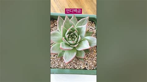 먼디백금금다육이다육이도매 다육이농장 01087276636 Youtube