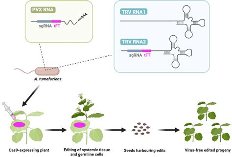 Protocol Outline For Crispr Cas9 Mediated Genome Editing In Plants