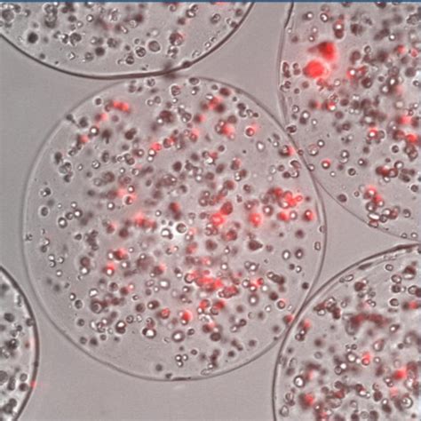 Cell Encapsulation Platform Human Mesenchymal Stem Cells Hmscs
