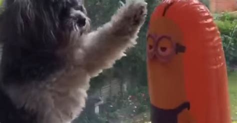 Chien Vs Minion Gonflable Devinez Qui A Gagné